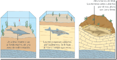 Procedimientos De Fosilización Ciencia Explicada